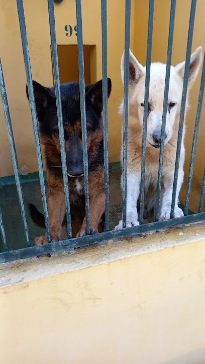 Perrera Municipal Son Reus - Palma