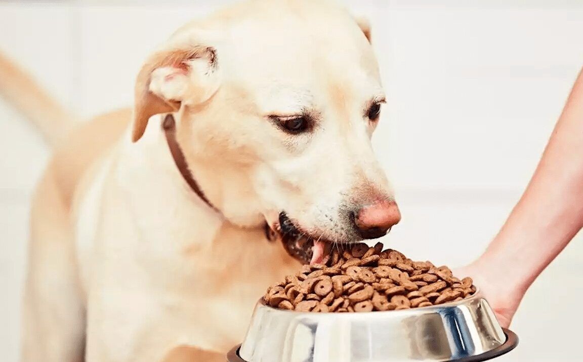 Dieta balanceada para animales: claves para una alimentación equilibrada