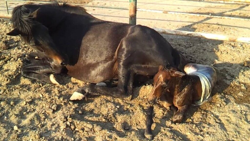 Manejo del parto en yeguas: cuidados necesarios