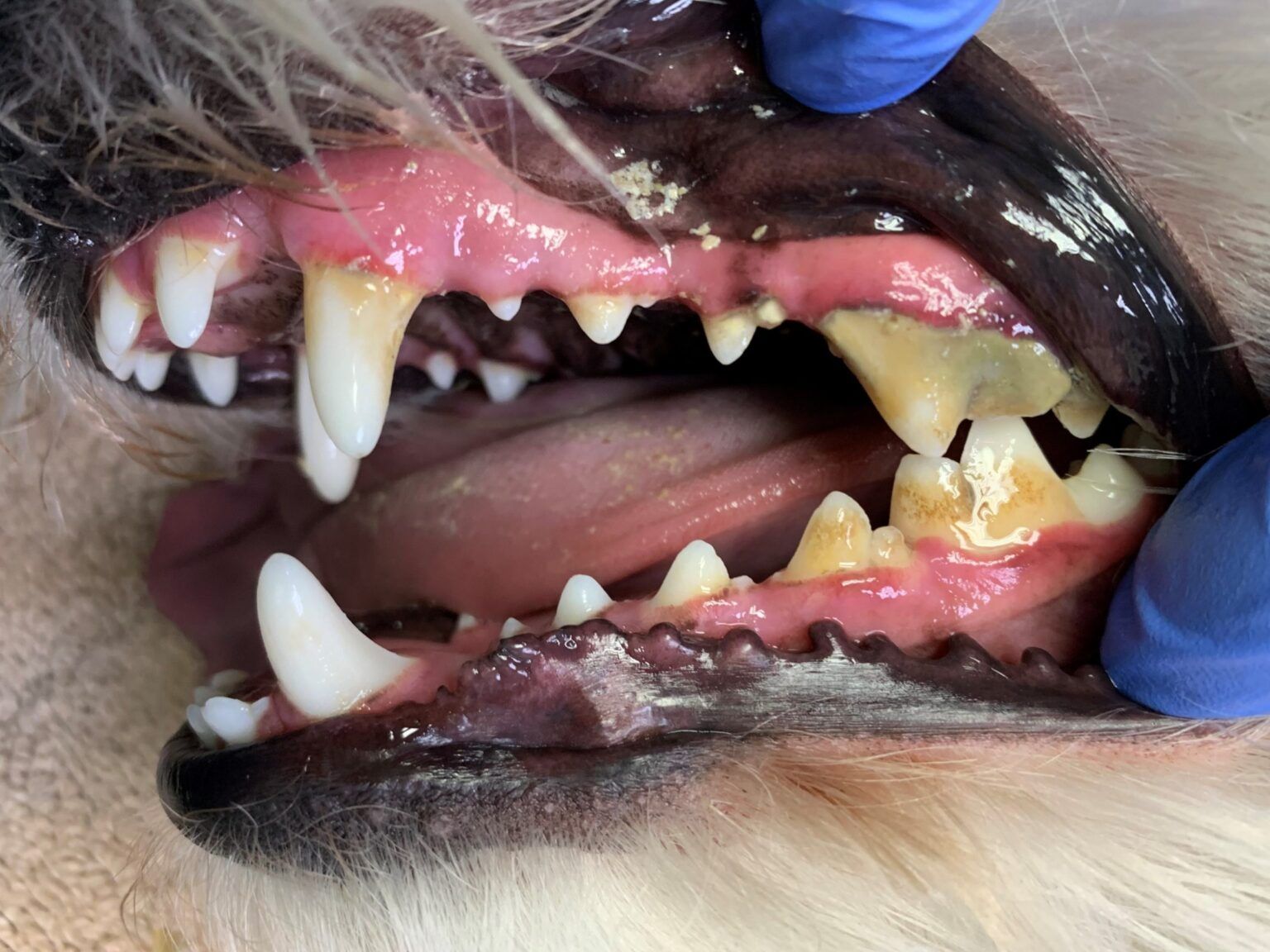 Enfermedades comunes en la boca de los perros: tipos, causas y tratamiento