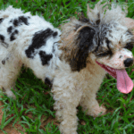 Actividades Recreativas para Mascotas: 10 Ideas Divertidas para Perros