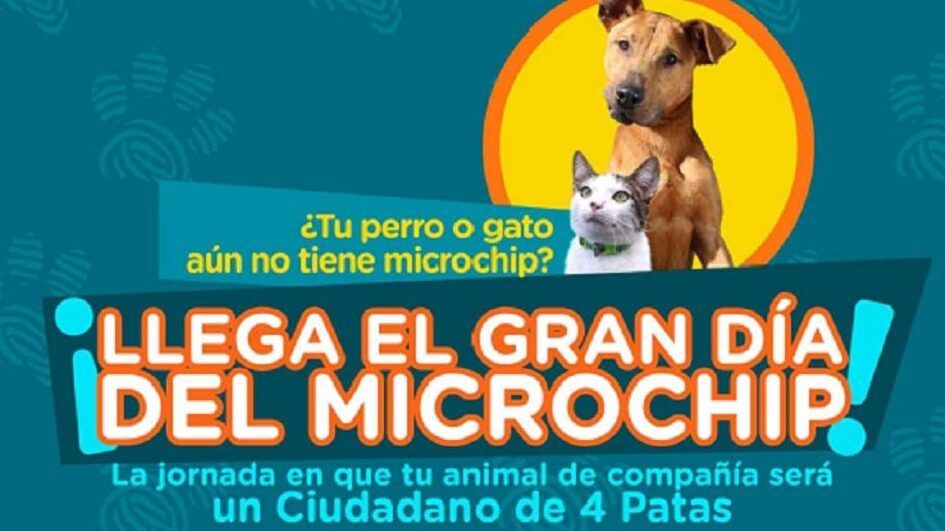 Información contenida en el microchip de mascotas: todo lo que debes saber