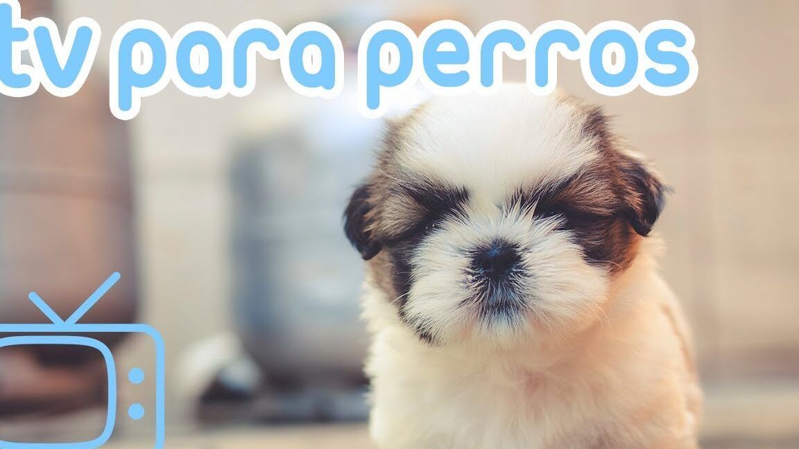 Programas de entretenimiento para mascotas: DOGTV - Apps en Google Play