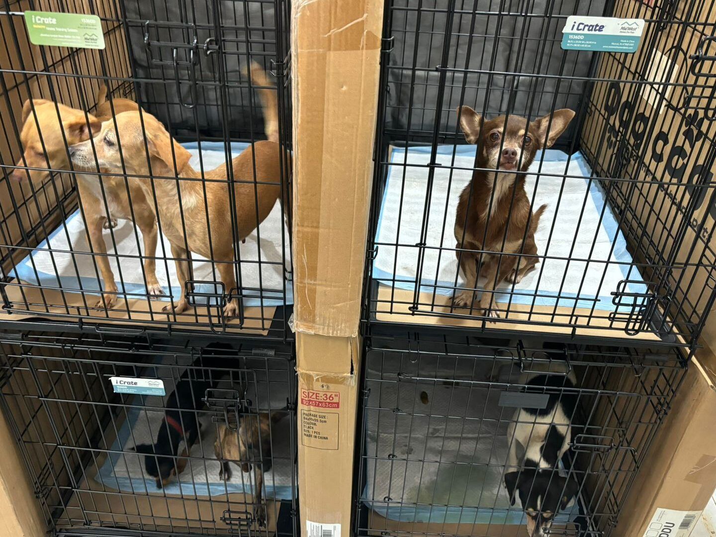 Refugio de Emergencia para Animales | Encuentra Ayuda Rápida